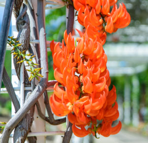 Abel's Butea Superba: Benefits, Dosage & Side Effects