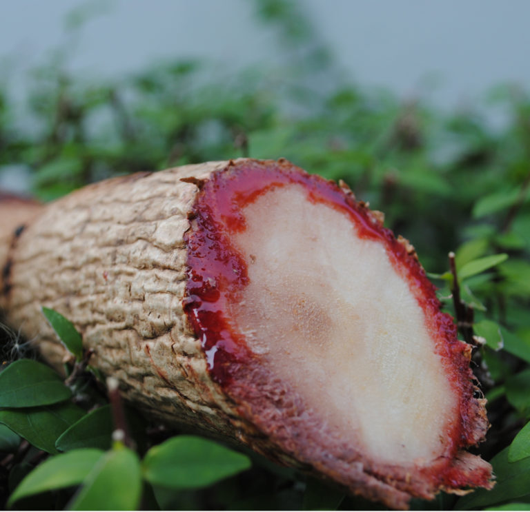 Abel's Butea Superba: Benefits, Dosage & Side Effects